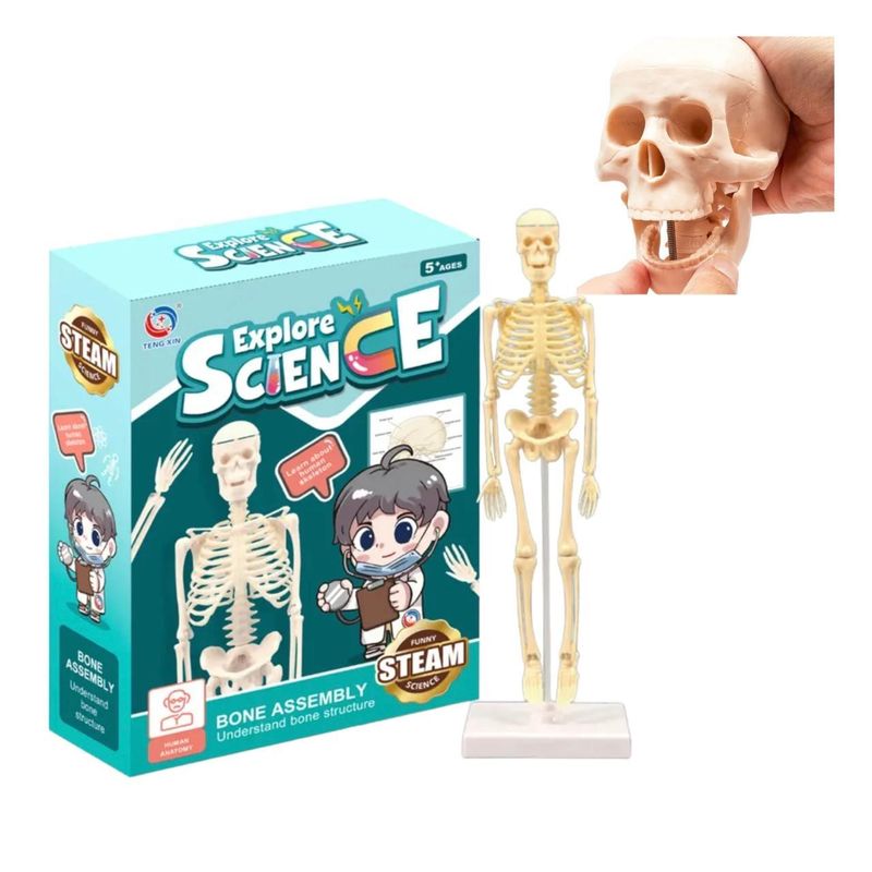 GENERICO Modelo Anatómico Esqueleto Humano Armable Juguete Científico ...
