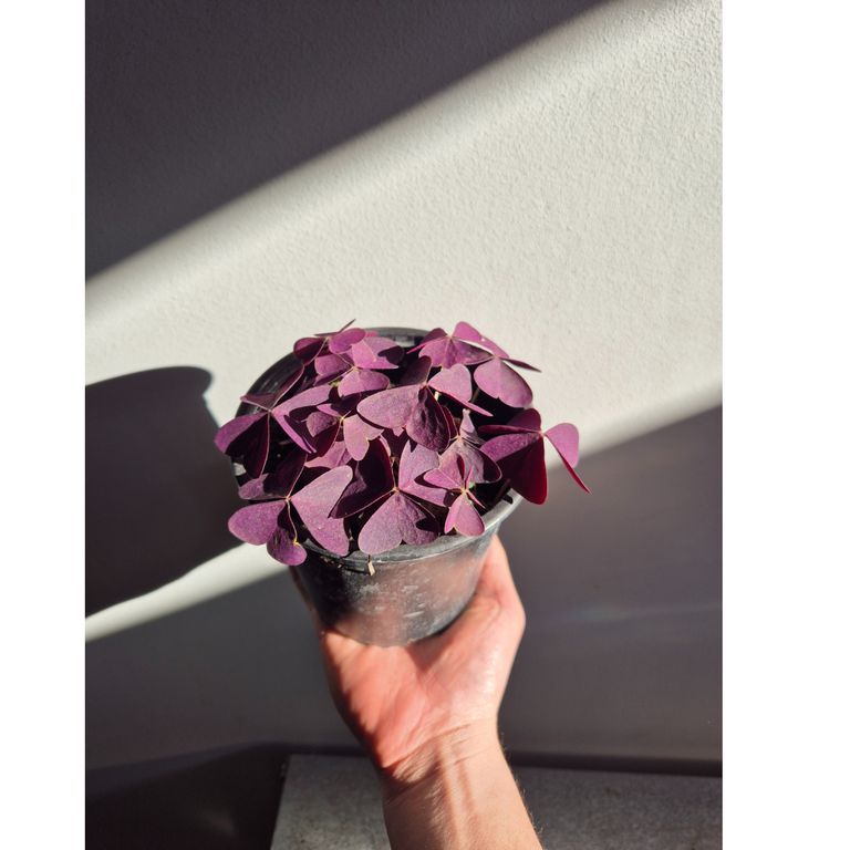 GENERICO Oxalis Triangularis Trébol Morado | falabella.com