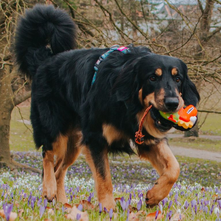GENERICO Juguete Perro - Sonajero con Cuerda Otto el Dino | falabella.com