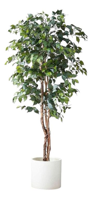 ARBUSTO REAL Ficus Decorativo 180 cm - 1180 Hojas p/ Interior y Terraza ...