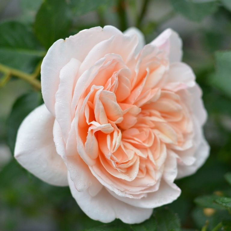 Rosa Belle Romantica 30 cm | Sodimac Chile