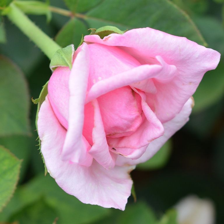 Rosa Carina Perfumella 30 cm | Sodimac Chile
