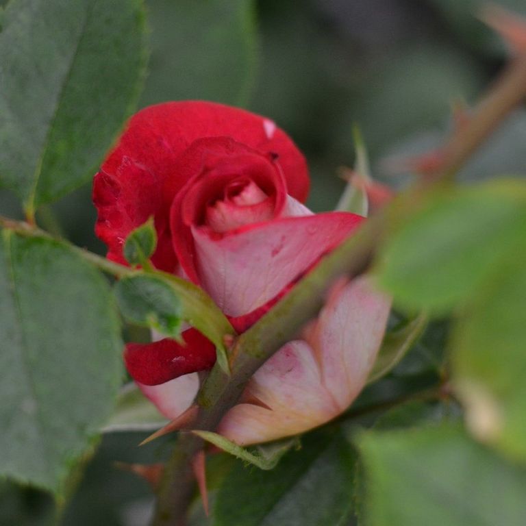 Rosa Duo Perfumella 30 cm | Sodimac Chile