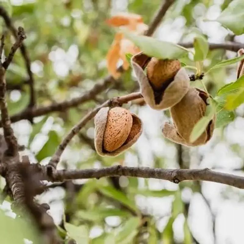 CAMELIA Y LAVANDA Almendro | falabella.com