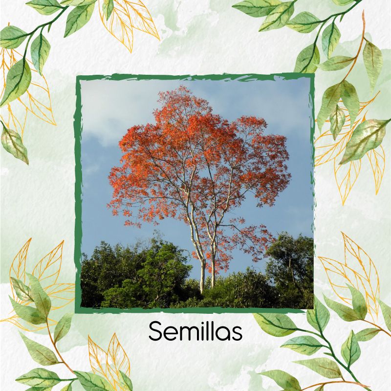 15 Semillas Orgánicas De Árbol Cámbulo GENERICO | falabella.com