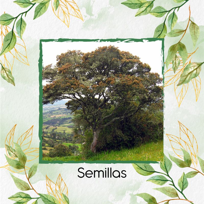 30 Semillas Orgánicas De Árbol Encenillo GENERICO | falabella.com