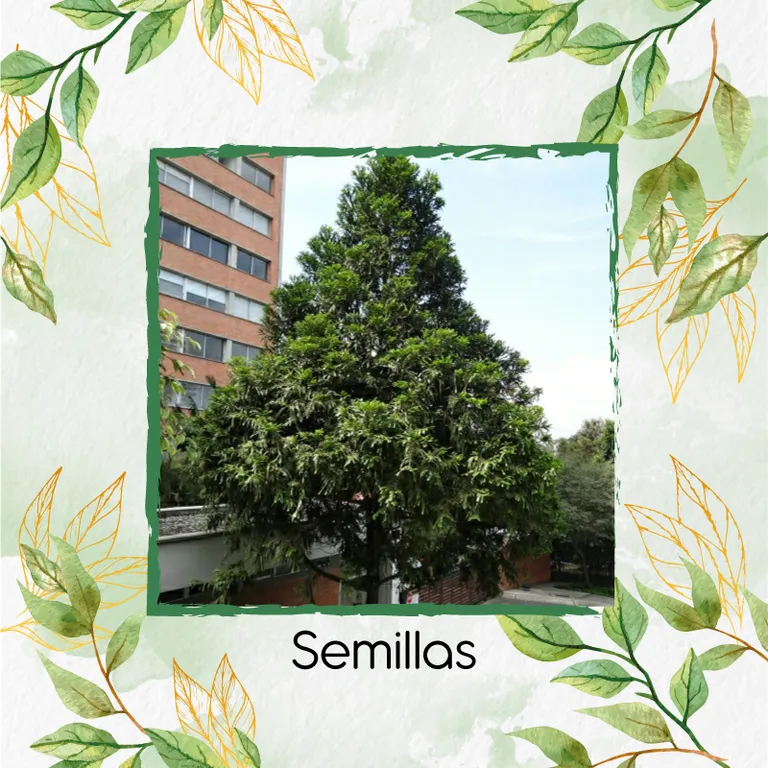 40 Semillas Orgánicas De Pino Romerón GENERICO | falabella.com