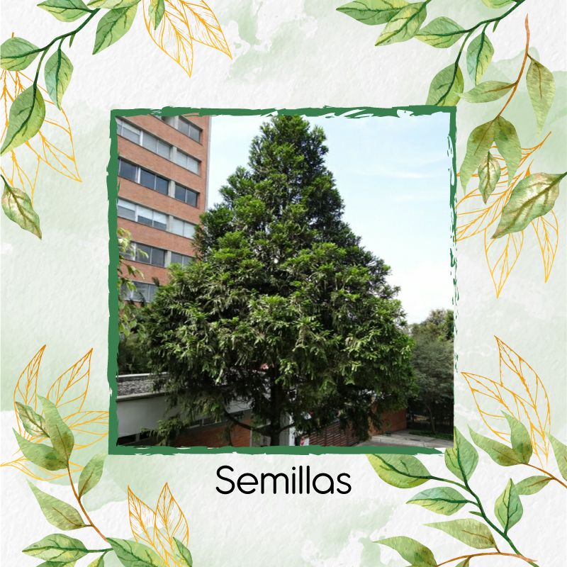 400 Semillas Orgánicas De Pino Romerón GENERICO | falabella.com