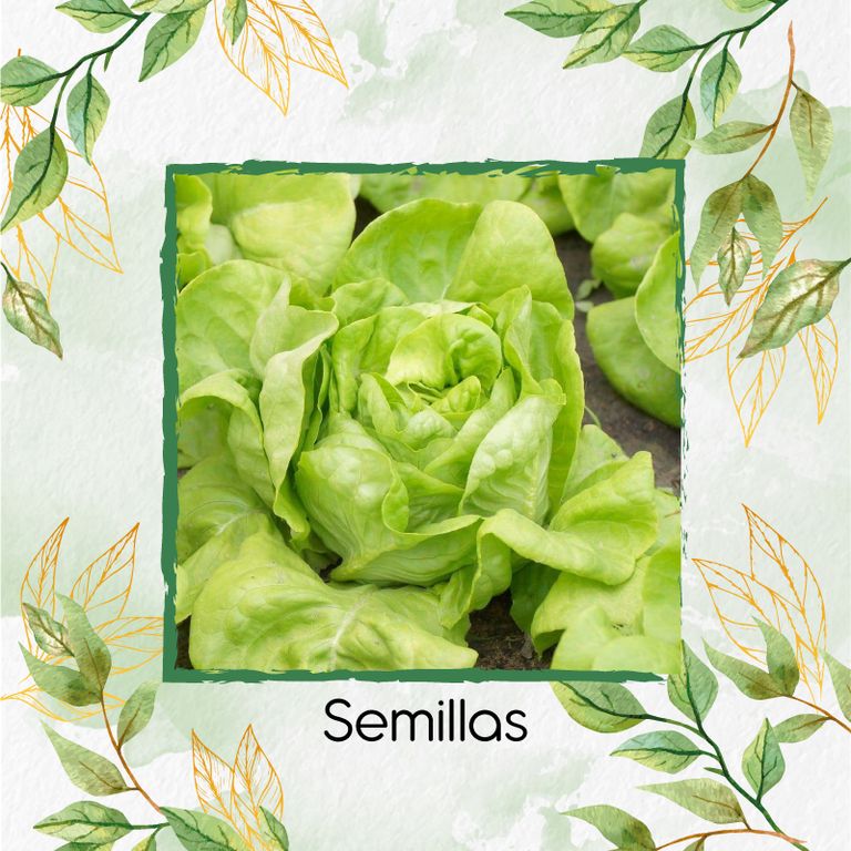 100 Semillas Orgánicas De Lechuga Boston GENERICO | falabella.com