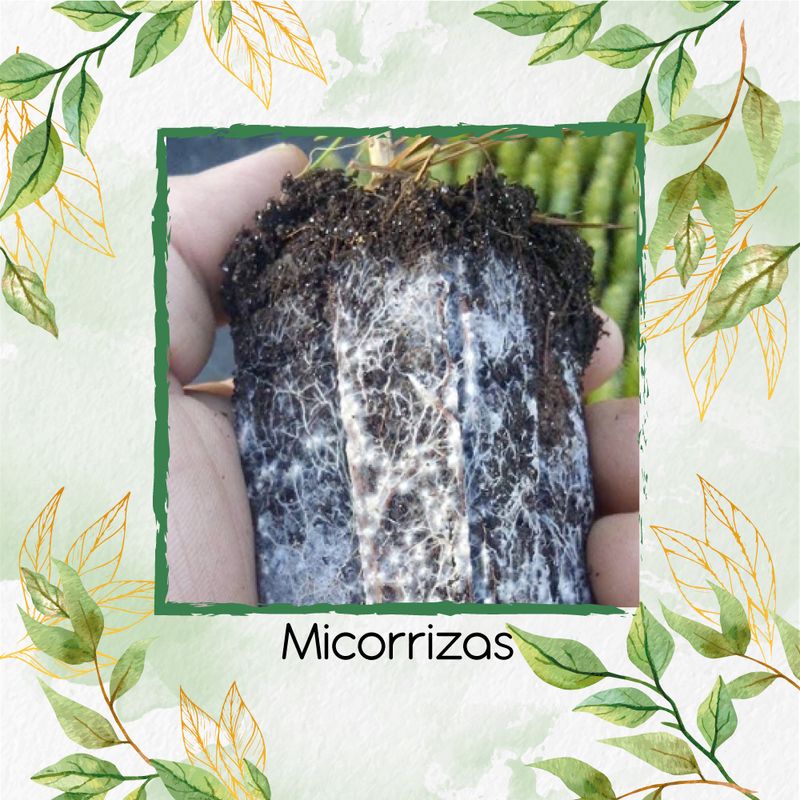Micorrizas X 1 Litro GENERICO | falabella.com