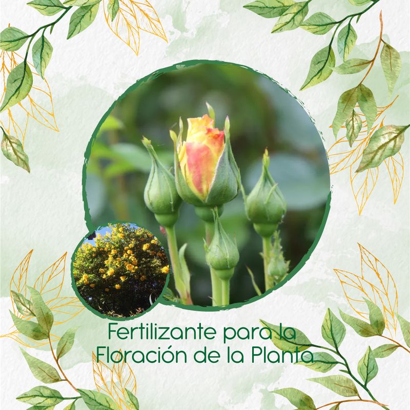 Fertilizante Para La Floración De Árbol Alcaparro Enano GENERICO ...