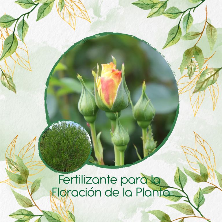 Fertilizante De Plantulación Para Hayuelo GENERICO | Falabella Colombia