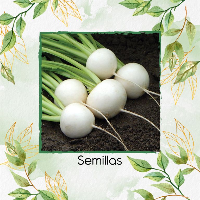 125 Semillas Orgánicas De Nabo Blanco GENERICO | falabella.com