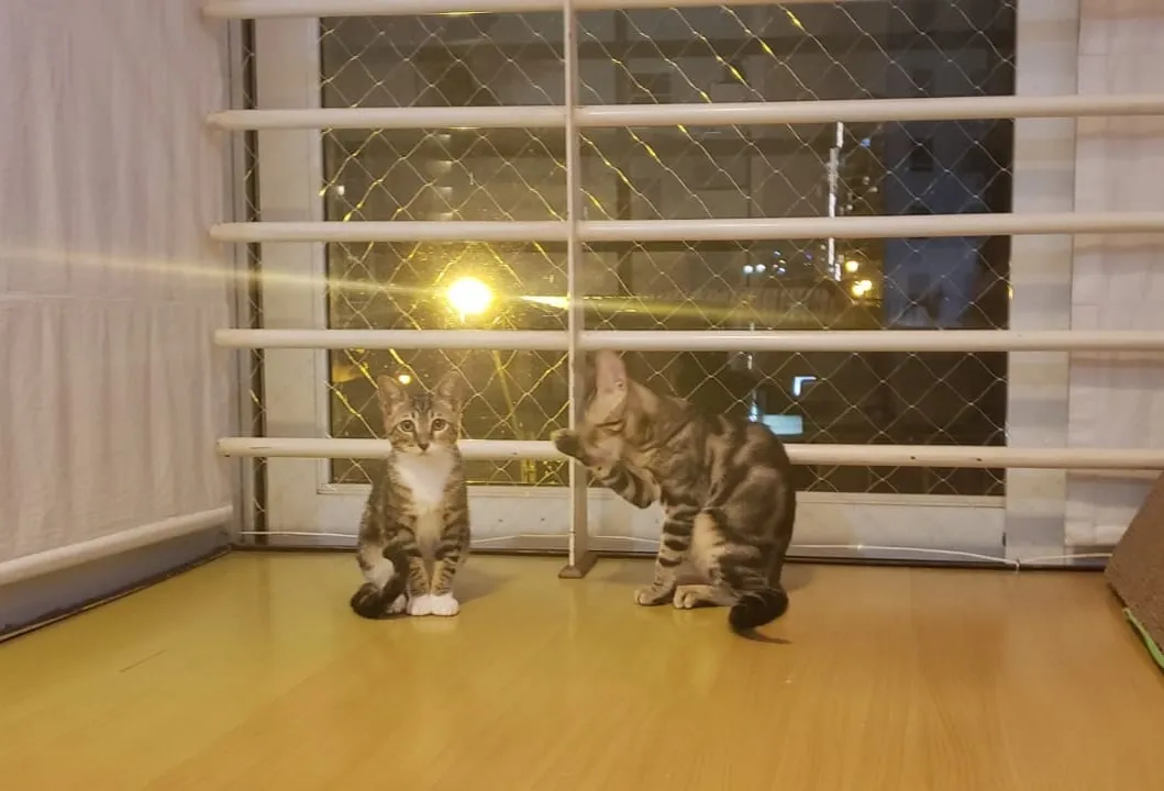 Malla De Seguridad Para Gato Kit 150x200cm GENERICO | falabella.com