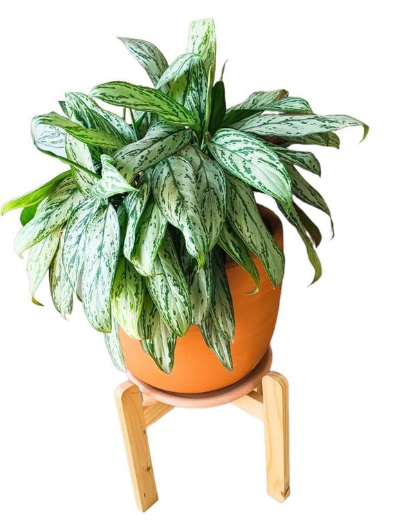 PORTAMACETA DE MADERA COLOR NATURAL BARNIZADO GENERICO | falabella.com