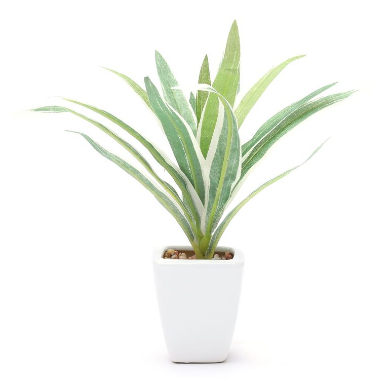 Planta Suculenta 20x5cm MICA | falabella.com
