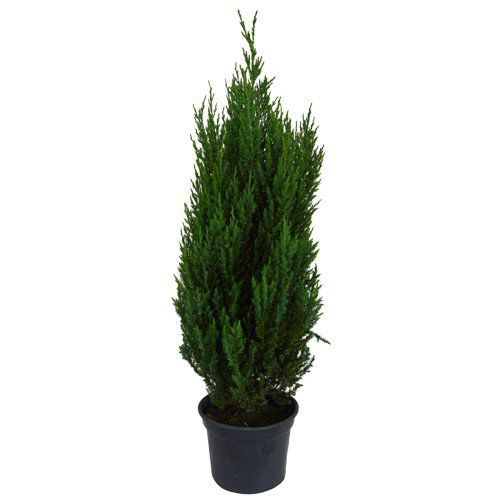 Tuia Strickta Pote 20 Planta Natural - Sodimac.com.br