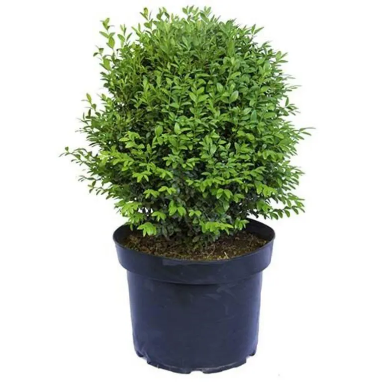 Arbusto Boj Bola Natural | Sodimac - Falabella