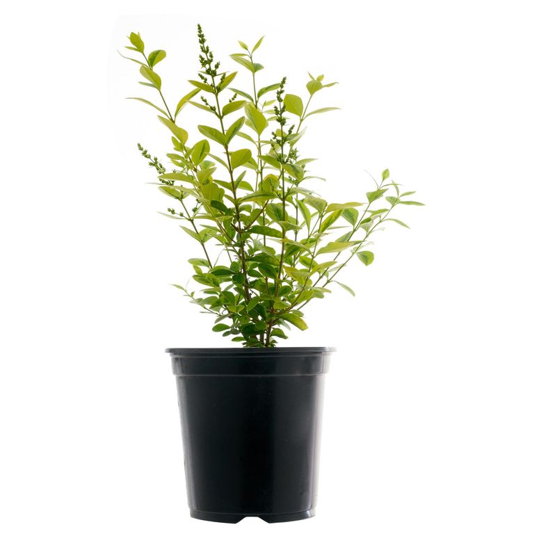 Planta Ligustrina Natural 50 cm | Sodimac - Falabella