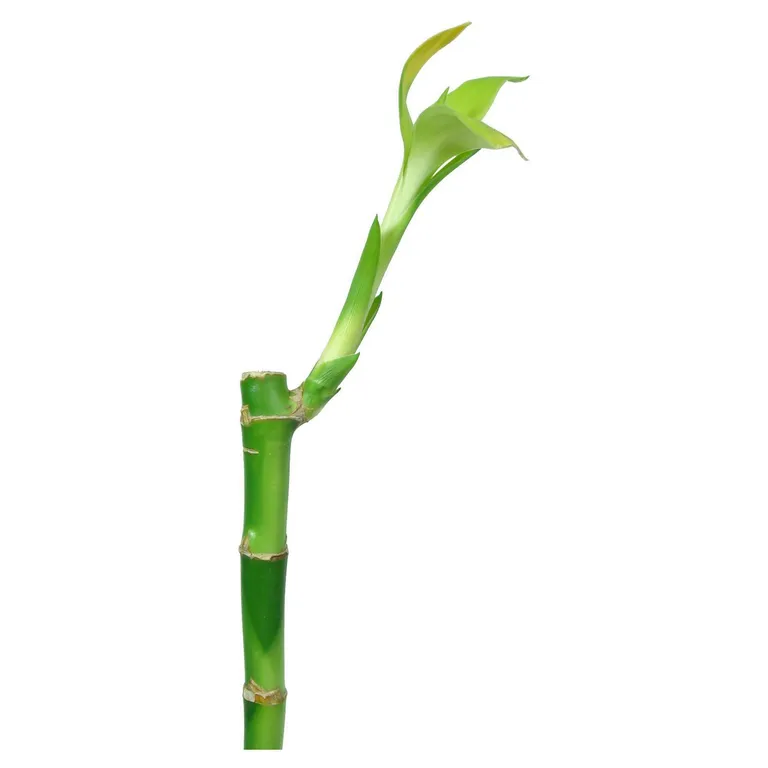 Lucky Bamboo Recto 40 cm Natural | Sodimac Chile