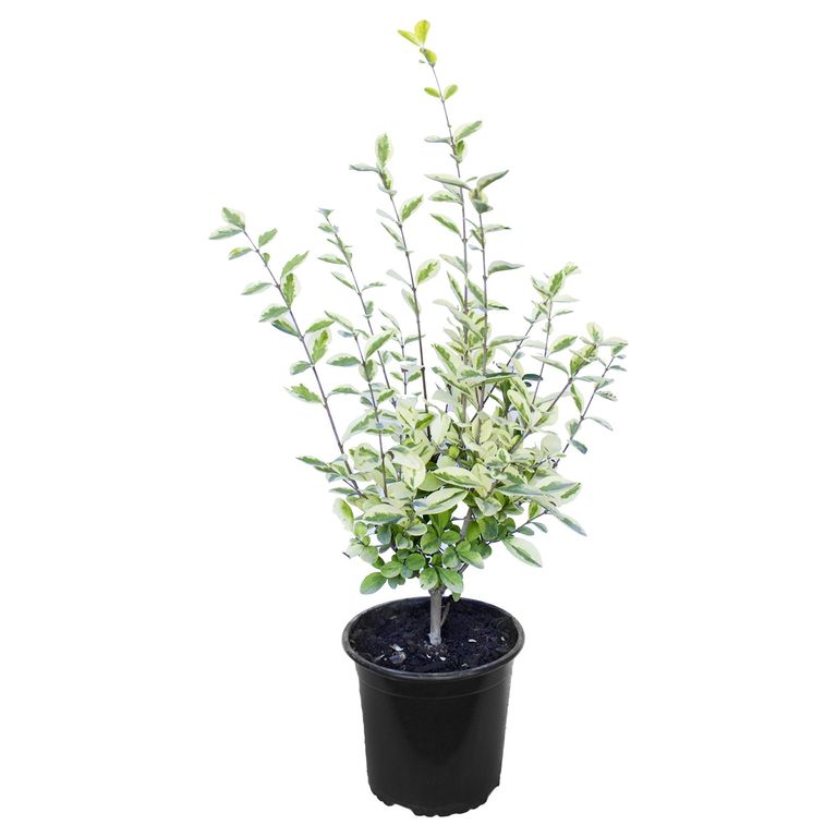 Arbusto Ligustrina Natural | Sodimac Chile