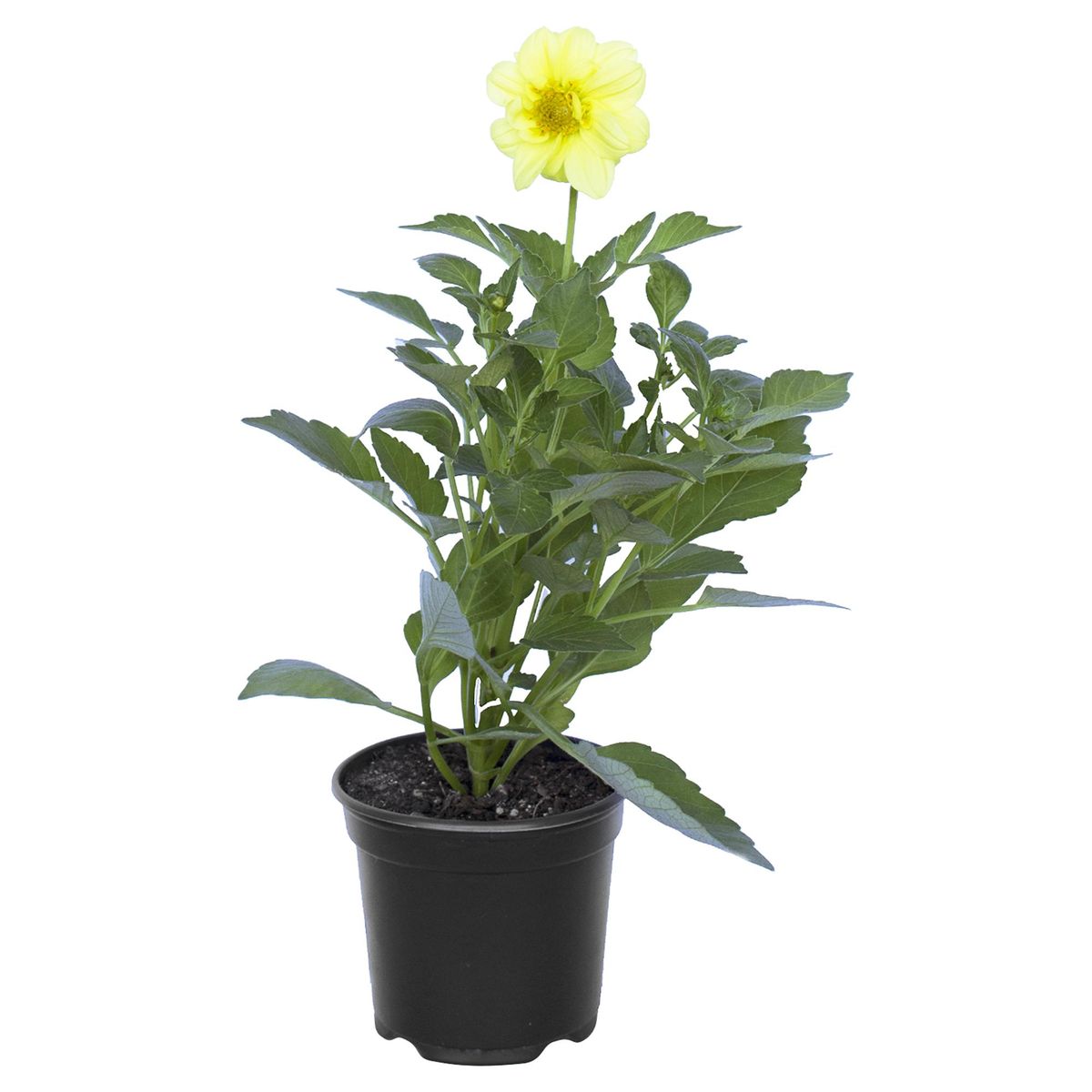 LAS BANDURRIAS Dahlia 10 cm Natural CT10 | falabella.com