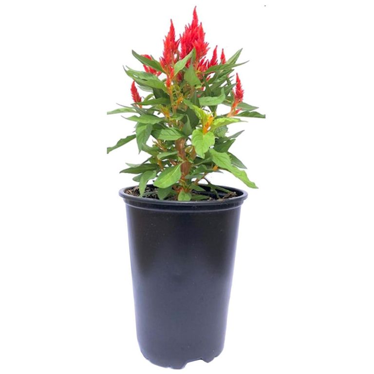 Celosia First Flame 25 cm Natural CT14 | Sodimac Chile