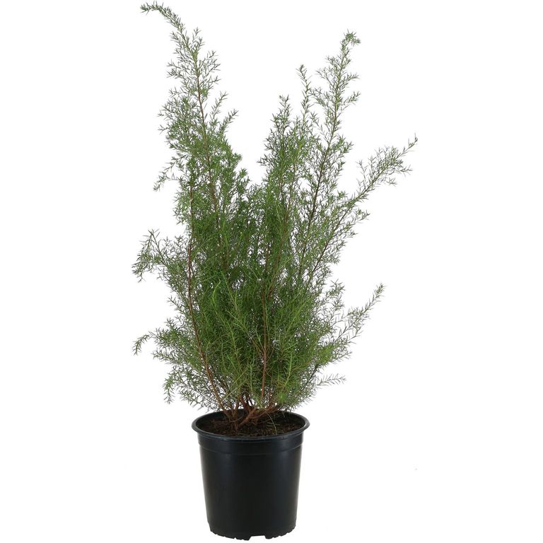 Arbusto Diosma Natural | Sodimac Chile