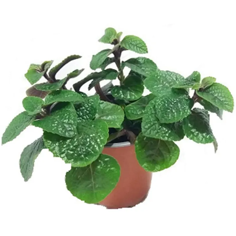 Dolar Negro 10 cm Natural CT13 | Sodimac Chile