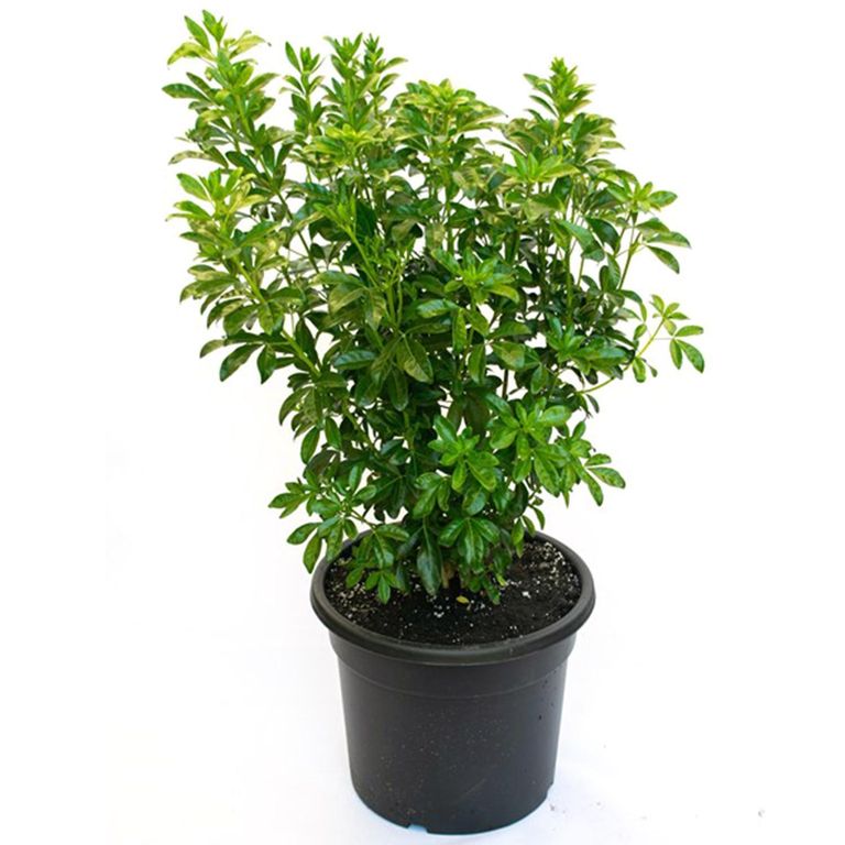 Arbusto Choisya Natural 60 cm | Sodimac Chile