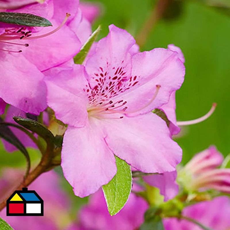 Azalea Japonica Mix 25 cm Natural CT26 | Sodimac - Falabella