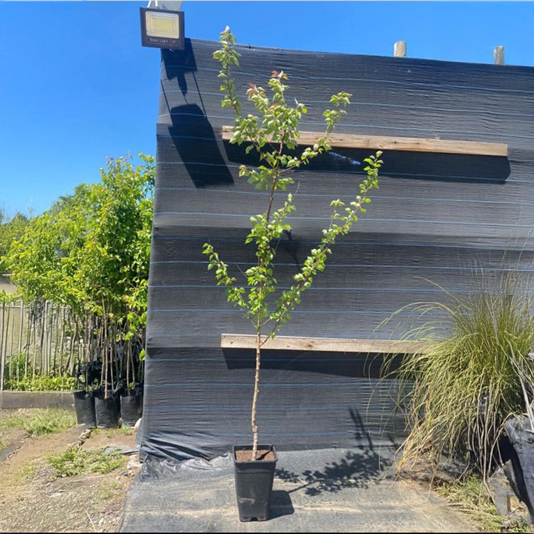 GENERICO - Árbol Damasco Natural 1.5 m | Ofertitas