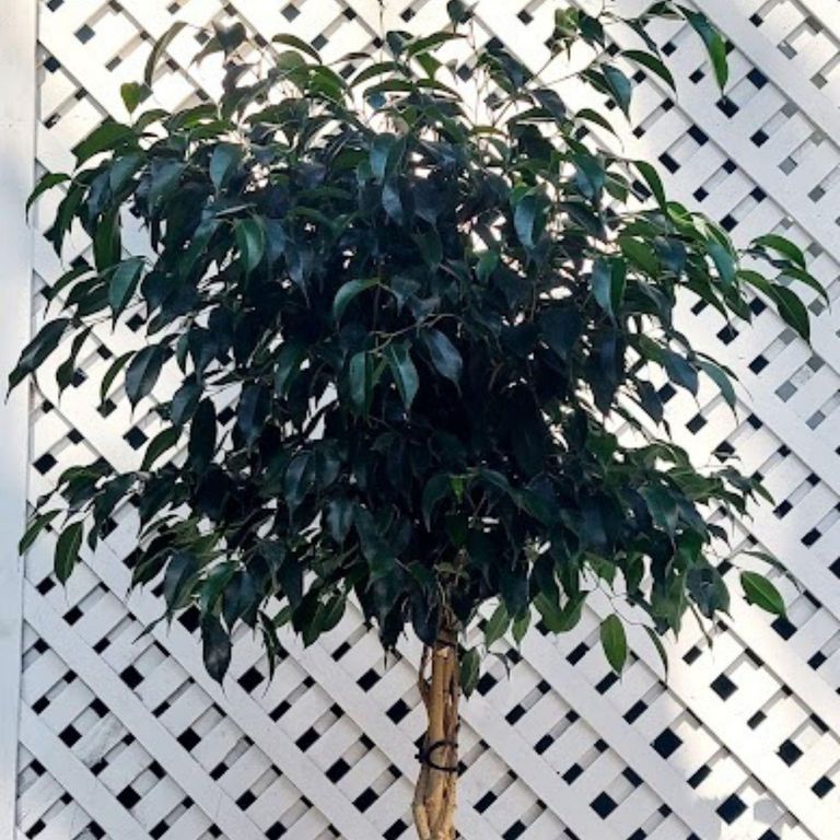 Planta Natural Ficus Benjamina Trenzado Con Maceta creámica Zaia Rosa ...