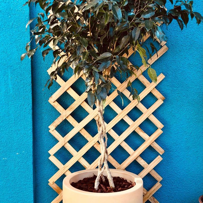 Planta Natural Ficus Benjamina Trenzado Con Maceta Rotomoldeado Arena ...