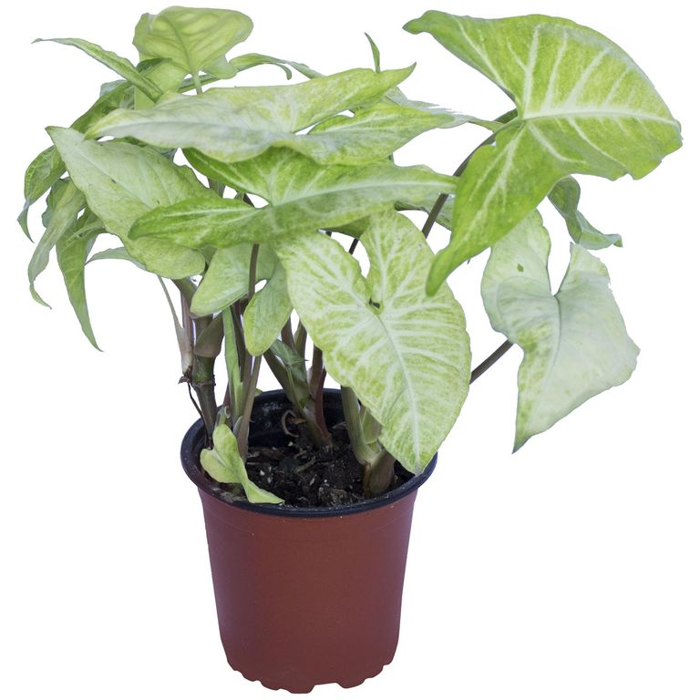 Sigonio 10 cm Natural CT12 | Sodimac - Falabella