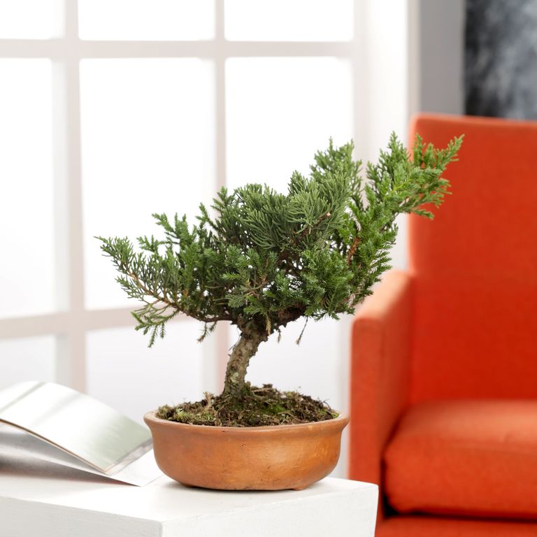 Bonsai Pino Rastrero - Juniperus Horizontalis De Interior Diámetro 20 ...