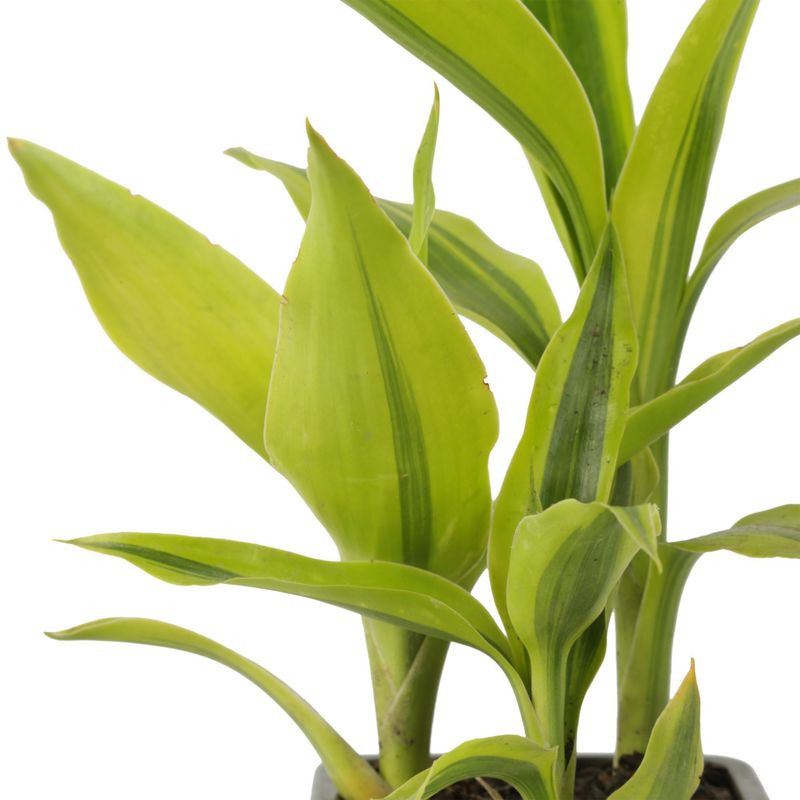Sanderiana Variegada - Dracaena De Interior Diámetro 8 Cm JARDINEROS ...