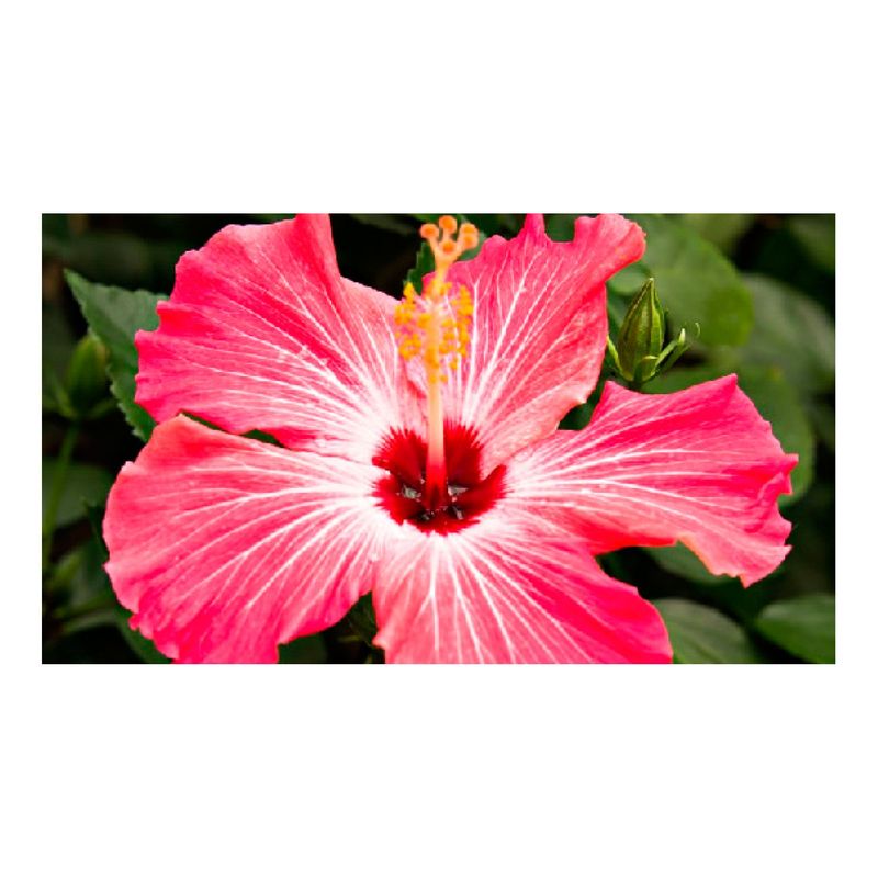 Cayeno - Hibiscus Rosa De Exterior Diámetro 30 Cm JARDINEROS ...