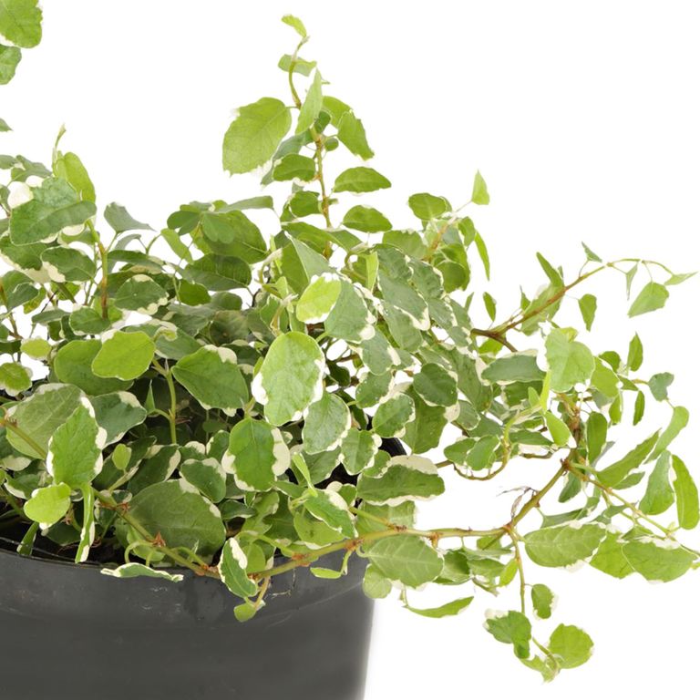 Ficus Rastrero - Ficus Repens De Interior Diámetro 8 Cm JARDINEROS ...