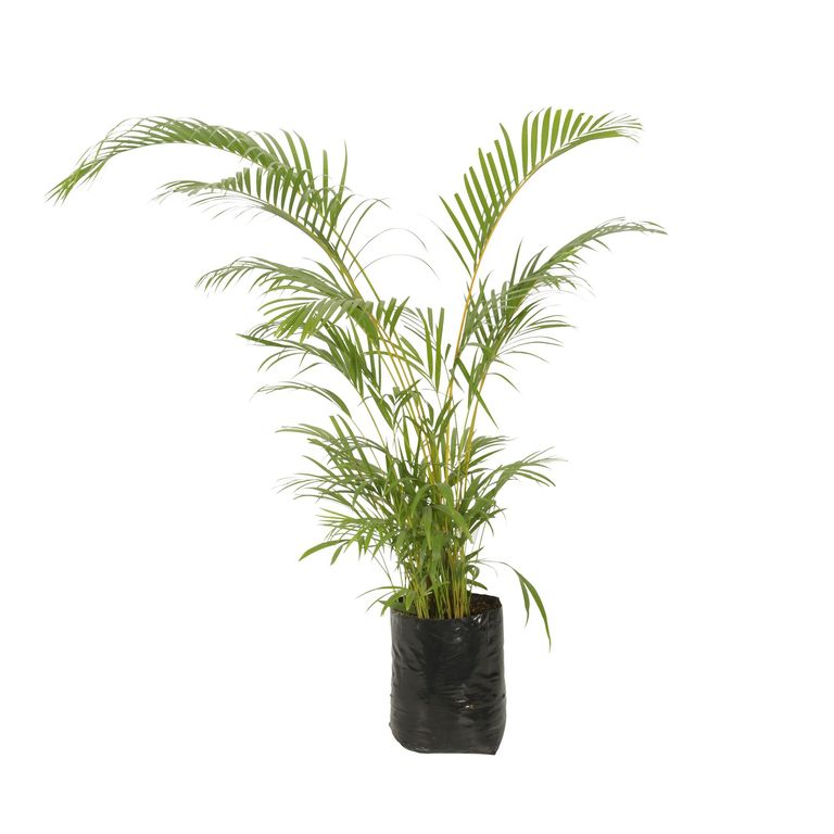 Palma Areca De 80 Cm - Dypsis Lutescens De Interior Diámetro 35 Cm ...