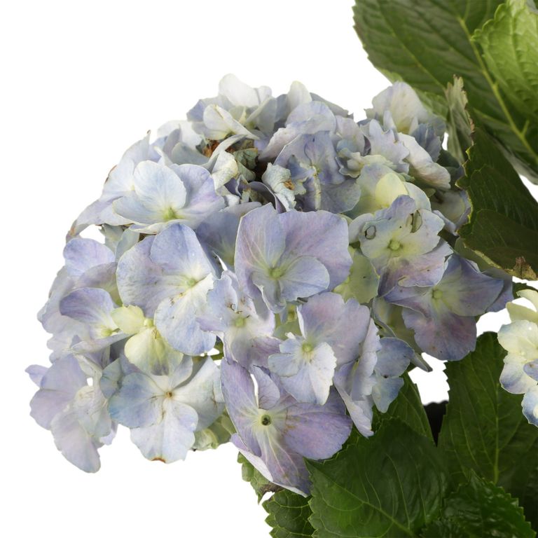 Hortensia - Hydrangea Macrophylla De Exterior Diámetro 24 Cm JARDINEROS ...