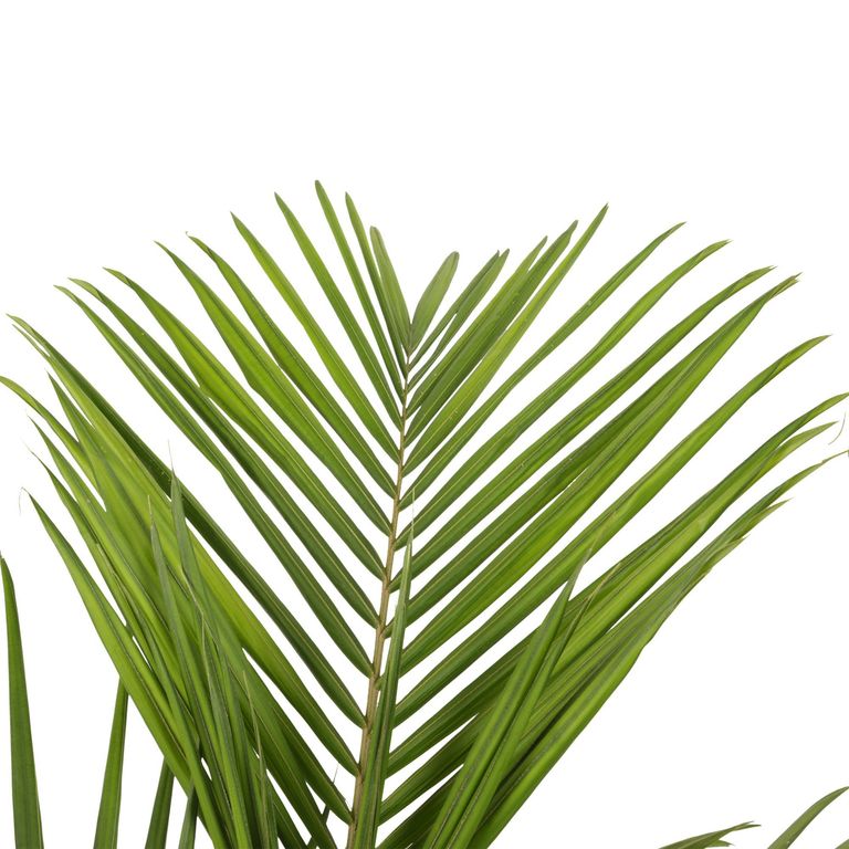 Palma Kentia - Howea Forsteriana De Exterior Diámetro 35 Cm JARDINEROS ...