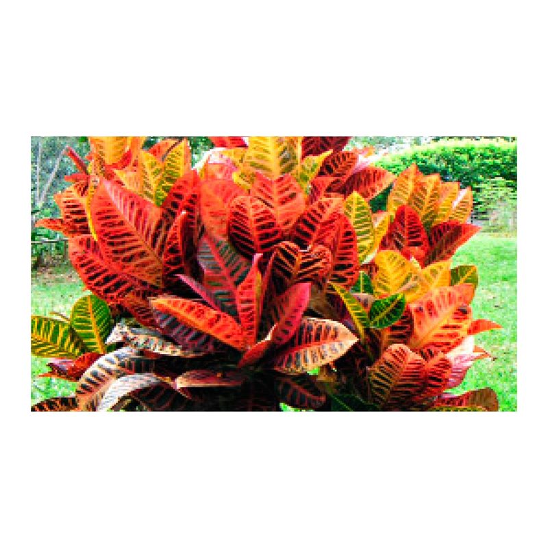 Croto Victoria - Codiaeum Variegatum De Interior Diámetro 14 Cm ...