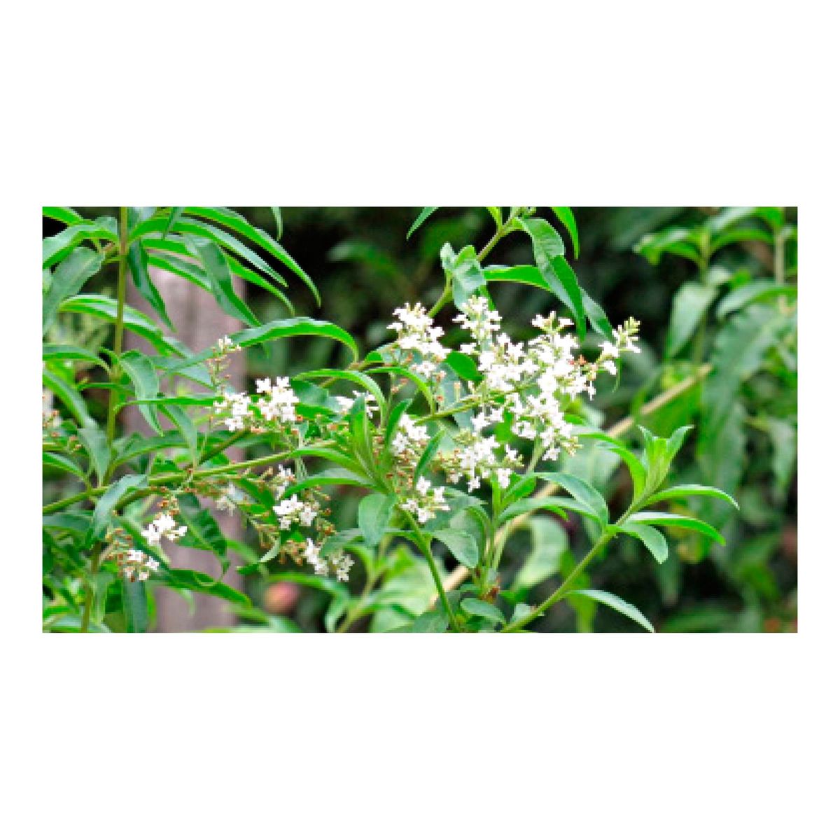 Cidrón Pequeño - Aloysia Citrodora De Exterior Diámetro 14 Cm MARINELA ...