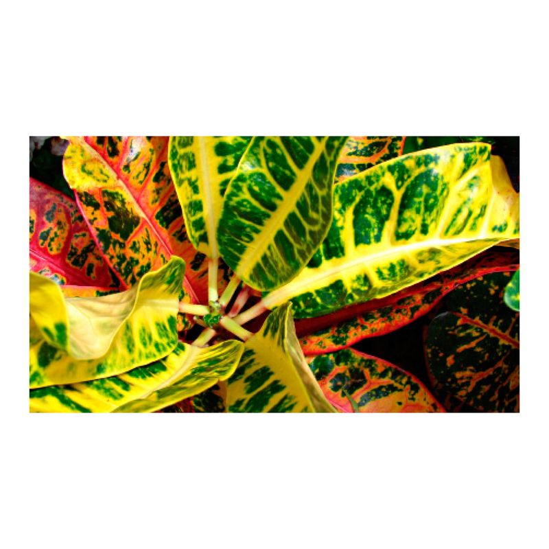 Croto Híbrido - Codiaeum Variegatum De Interior Diámetro 14 Cm MARINELA ...