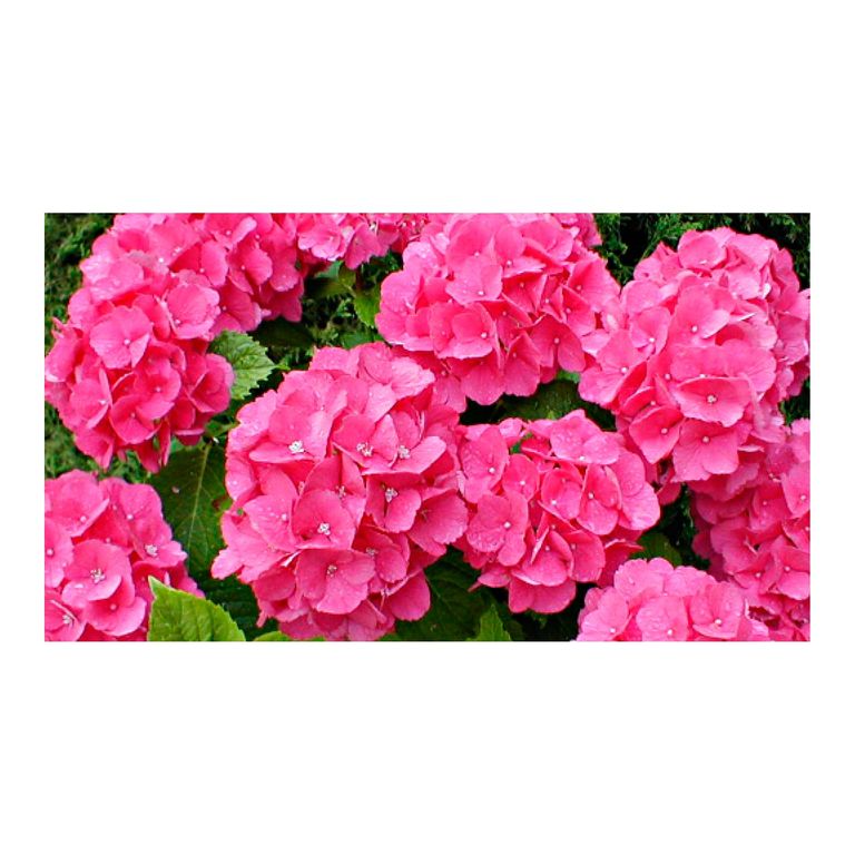 Geranio Surtido - Geranium De Exterior Diámetro 14 Cm MARINELA ...