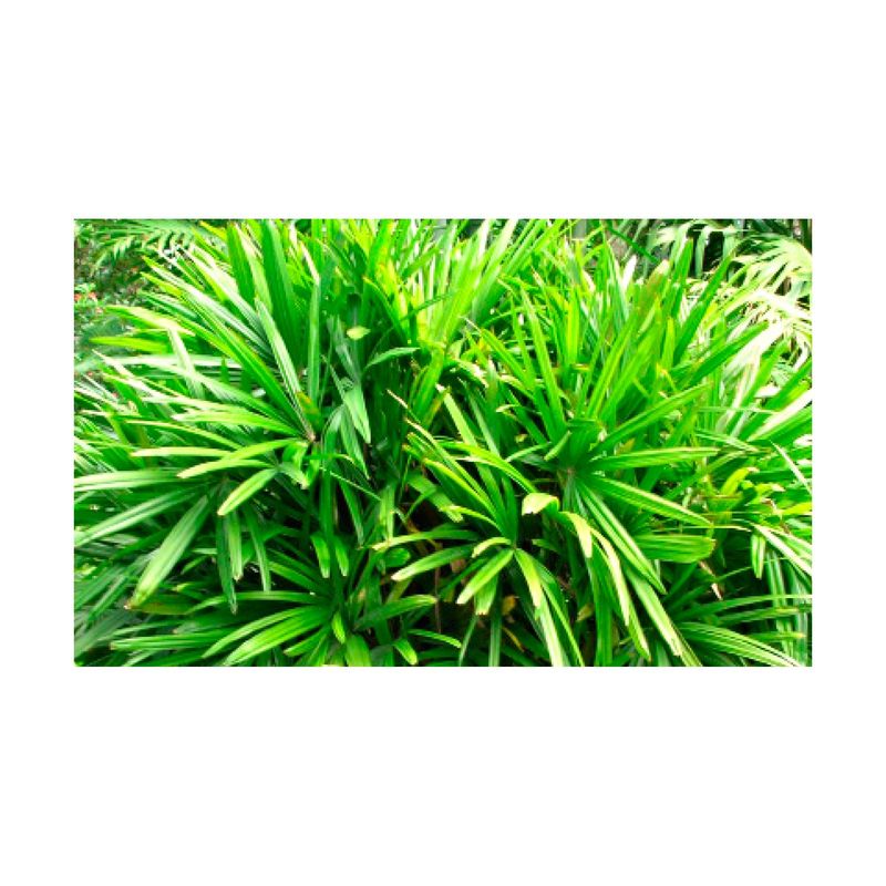 Palma China De 120 Cm - Raphis Excelsa De Interior Diámetro 40 Cm ...