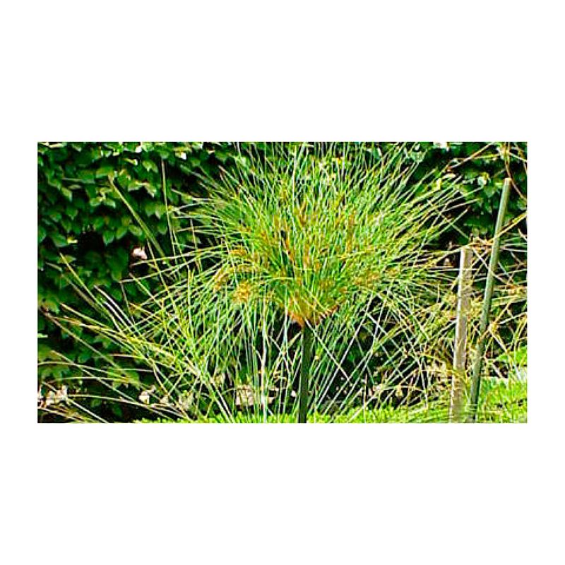 Papiro Mini - Cyperus Papyrus De Exterior Diámetro 14 Cm MARINELA ...