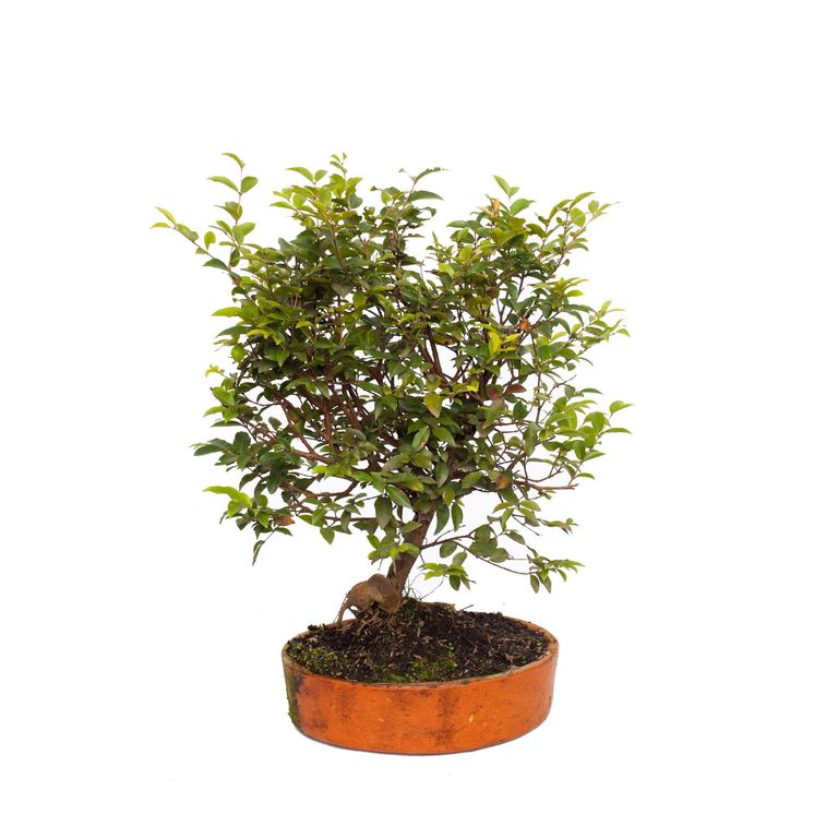 Bonsai Guayaba - Psidium De Interior Diámetro 24 Cm TIERRANEGRA ...