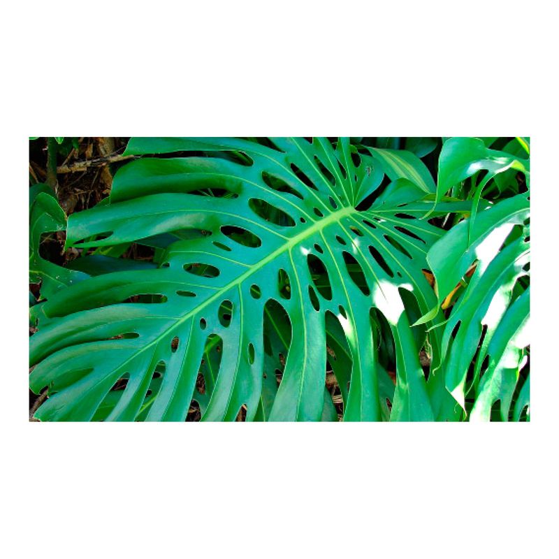 Balazo - Monstera Deliciosa De Interior TIERRANEGRA | falabella.com